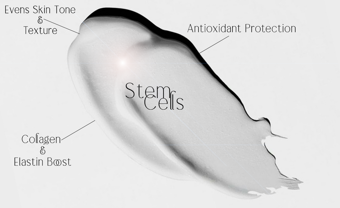 Understanding the Potential of Stem Cells – dermavenue